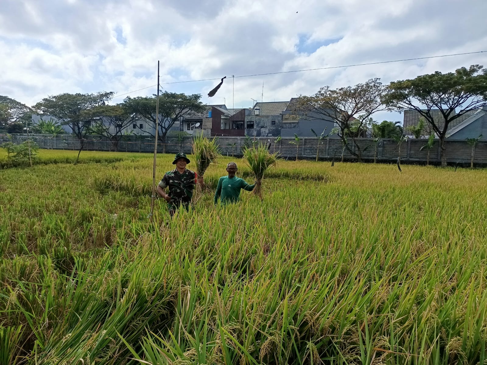 Dorong Ketahanan Pangan di Wilayah Jambangan, Babinsa Karah Bantu Panen ...