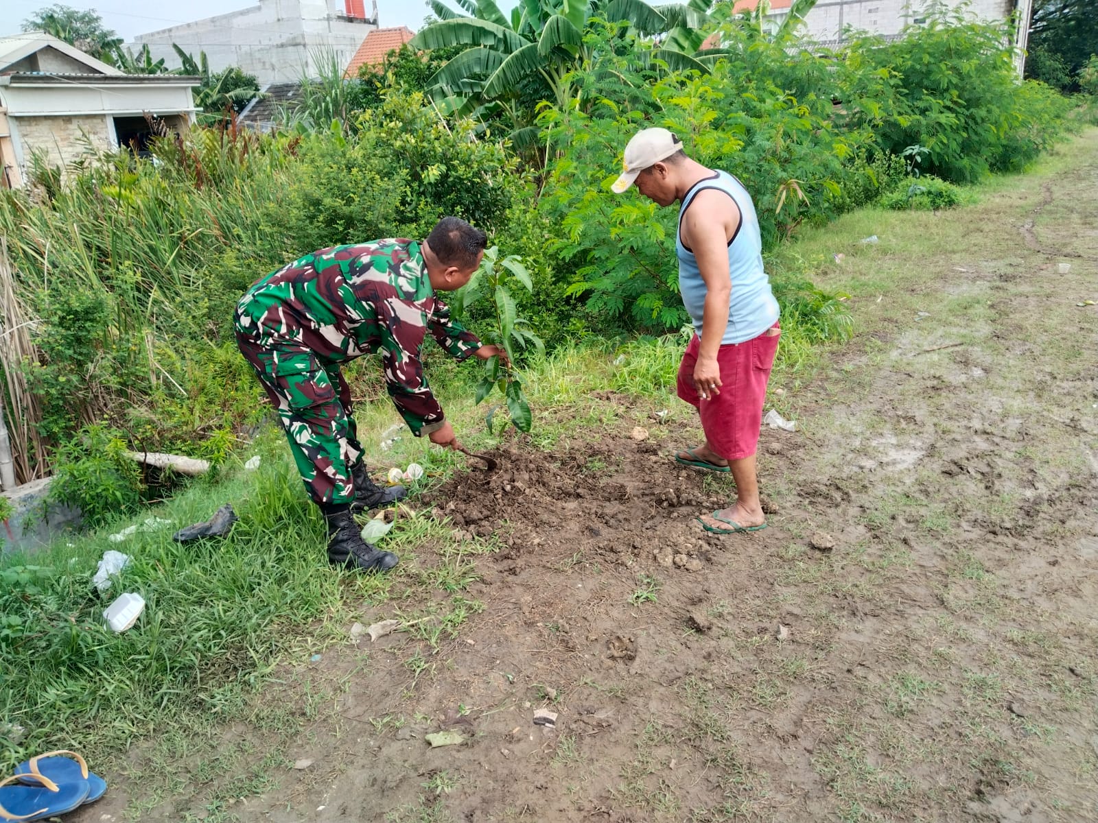 Tanam Pohon Mangga di Bosem Rejosari, Babinsa dan Mahasiswa Untag ...